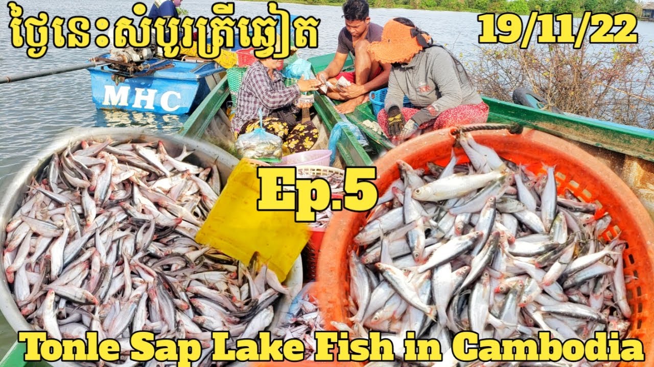 Today's harvest from fishermen is moderate || Freshwater Fish Market KH ...