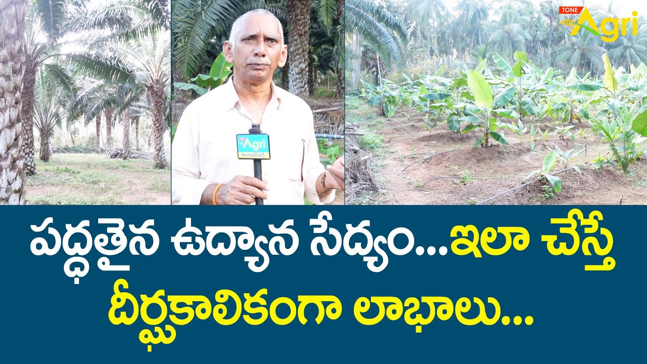 Udyana Sedyam | Horticulture Farming in Telugu | పద్ధతైన ఉద్యాన సేద్యం ...
