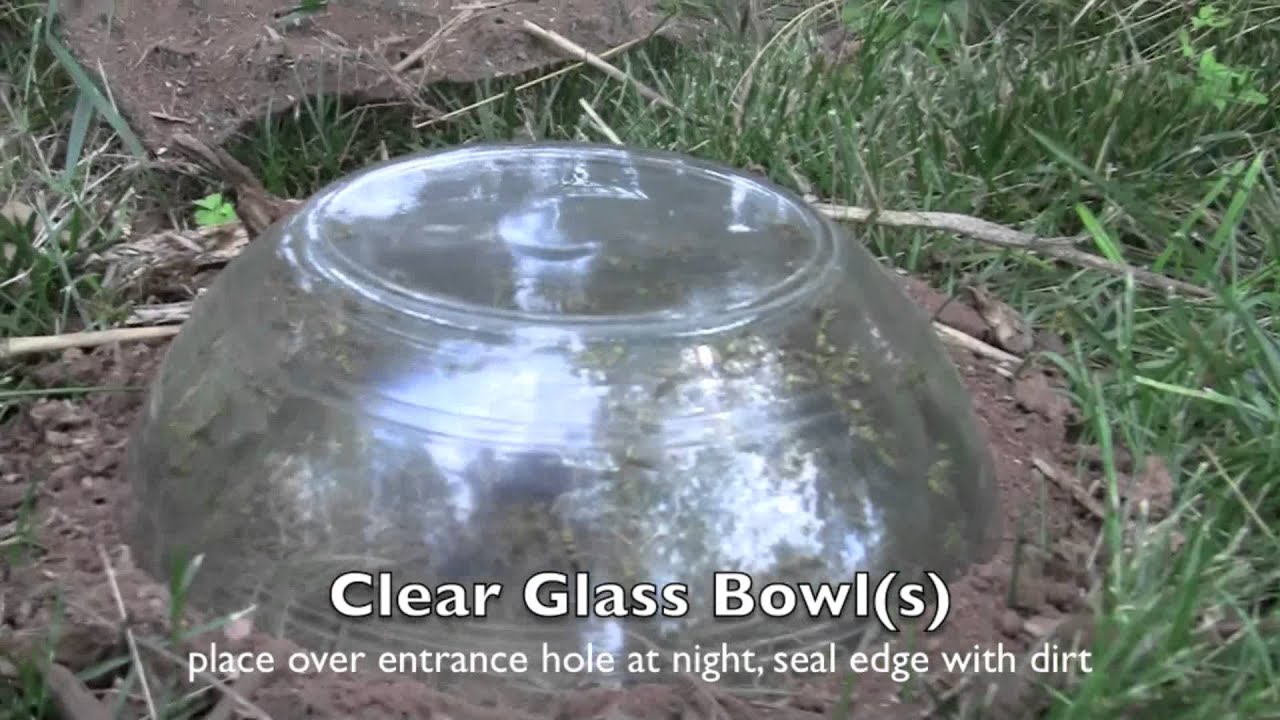 What You Need To Know About Yellow Jackets Now Digging