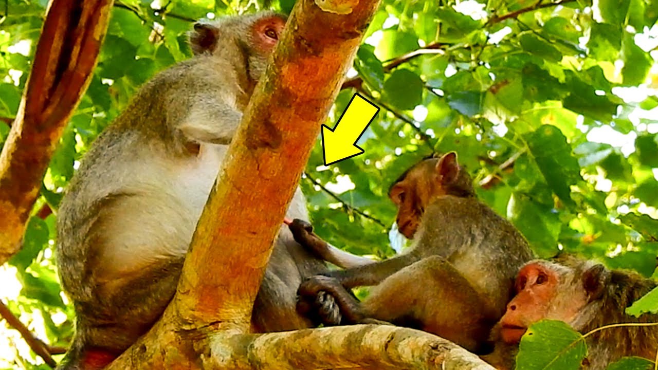 Feed Me !! Jazzy Monkey Pulling Hur-t Jane Monkey`s Nipplee By Temper ...