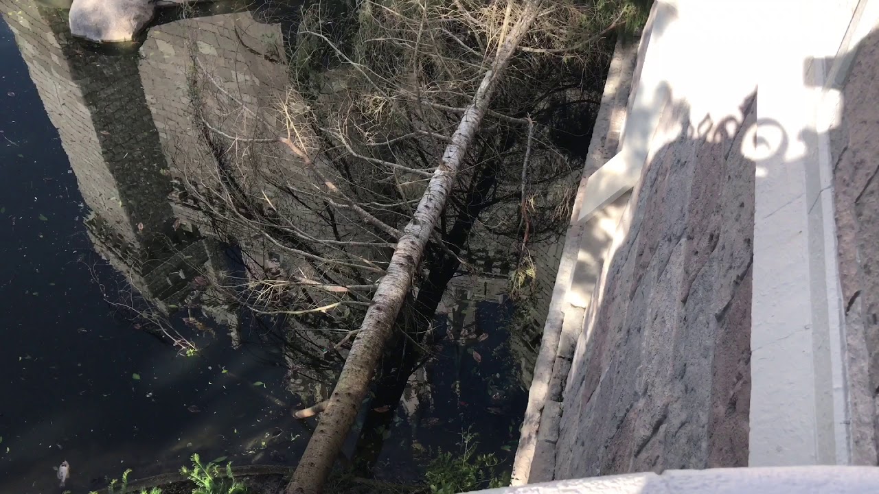 Damage from Hurricane Irma at the Magic Kingdom, Walt Disney World ...