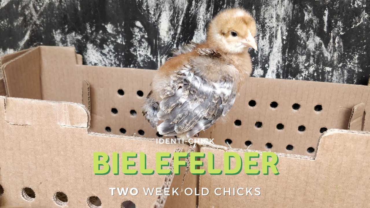 Bielefelder: 2-Week-Old Chicks - YouTube