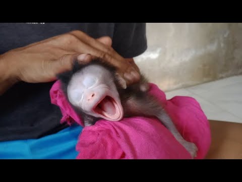 OH GOD BABY MONKEY MONI see the condition and development