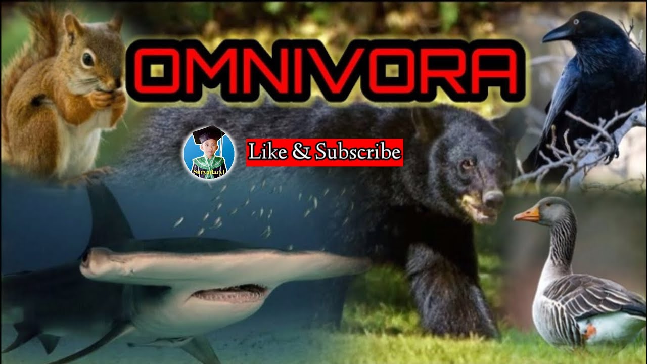 Omnivora | Hewan-Hewan Omnivora | Pengertian Omnivora | Ciri-Ciri ...