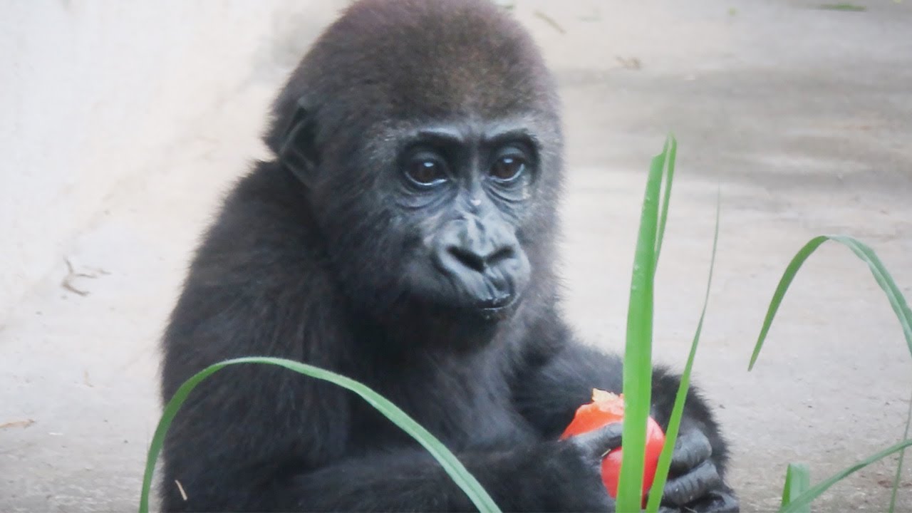 金剛寶寶Jabali吃番茄-Baby gorilla Jabali eats tomato - YouTube