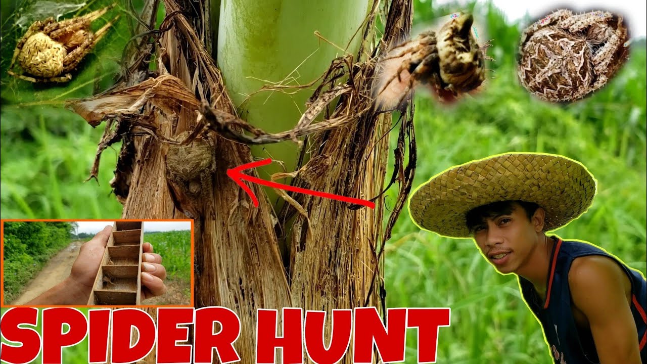 HANAPIN NATIN ANG MGA GAGAMBA | SPIDER HUNT SA ARAW. - YouTube
