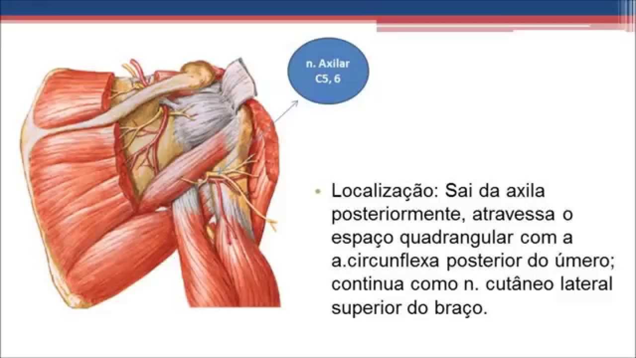 VIDEO MATERIAL DIDATICO PLEXOS NERVOSOS - YouTube