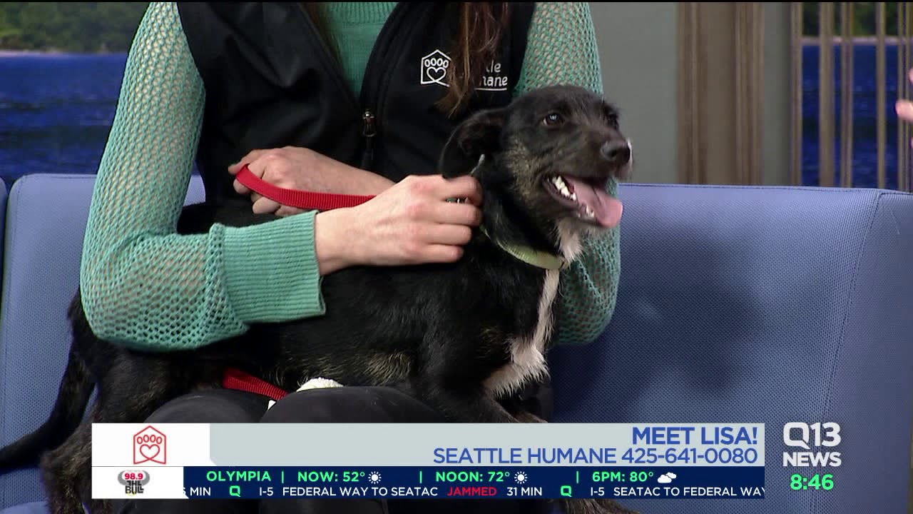Seattle Humane Society pet of the week - YouTube