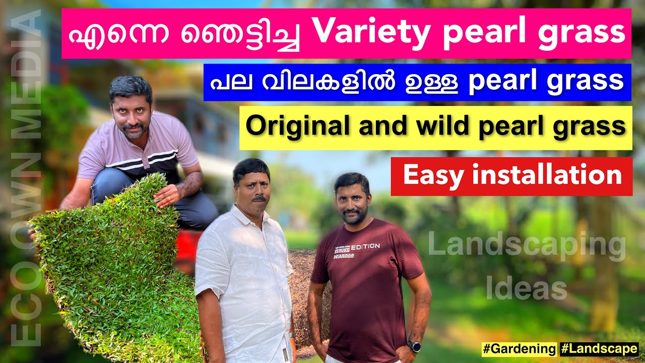 എന്നെ ഞെട്ടിച്ച Variety pearl grass ലോകം | Planters india - YouTube