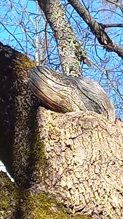 A brown-eyed python came out to bask in the spring sun. - YouTube