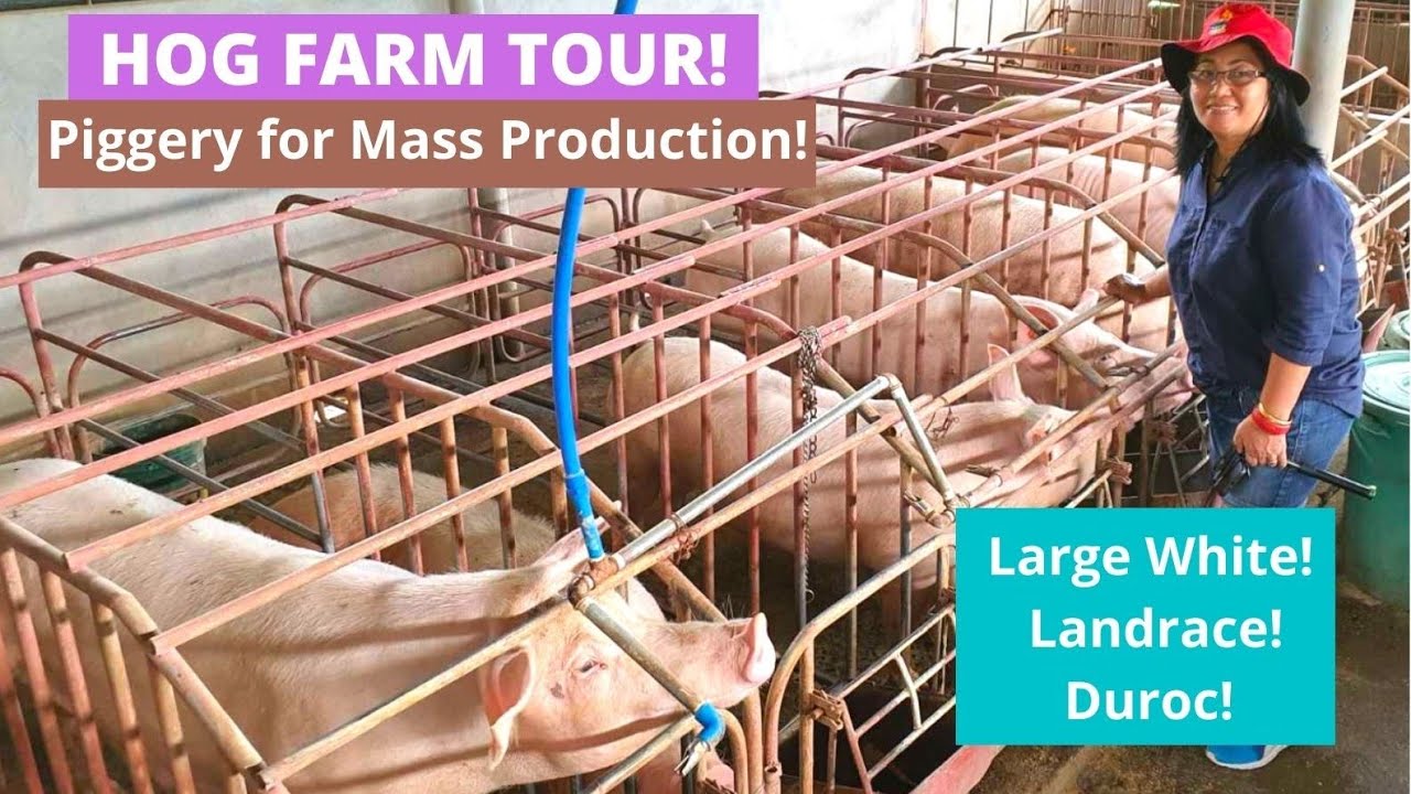PIG FARM TOUR | Piglet Mass Production | Clean/Organized | Where we Buy ...