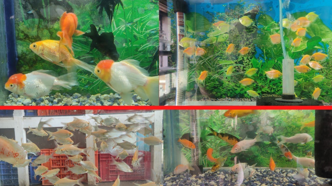 UK FISH WORLD Aquarium Shop in Kurnool #Kurnoolaquariumfish - YouTube