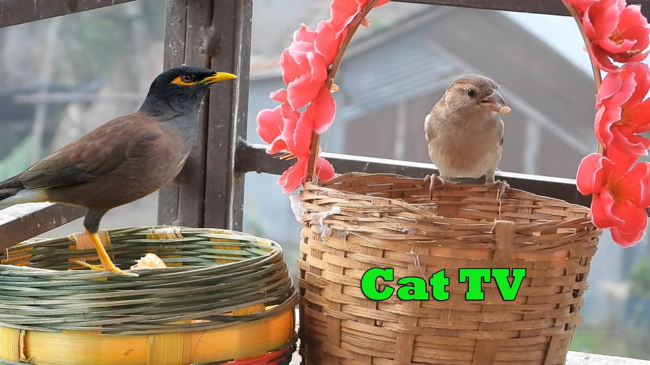 Cat TV Birds---Birds and squirrel video for cats to watch🐦Cat TV🐦New ...