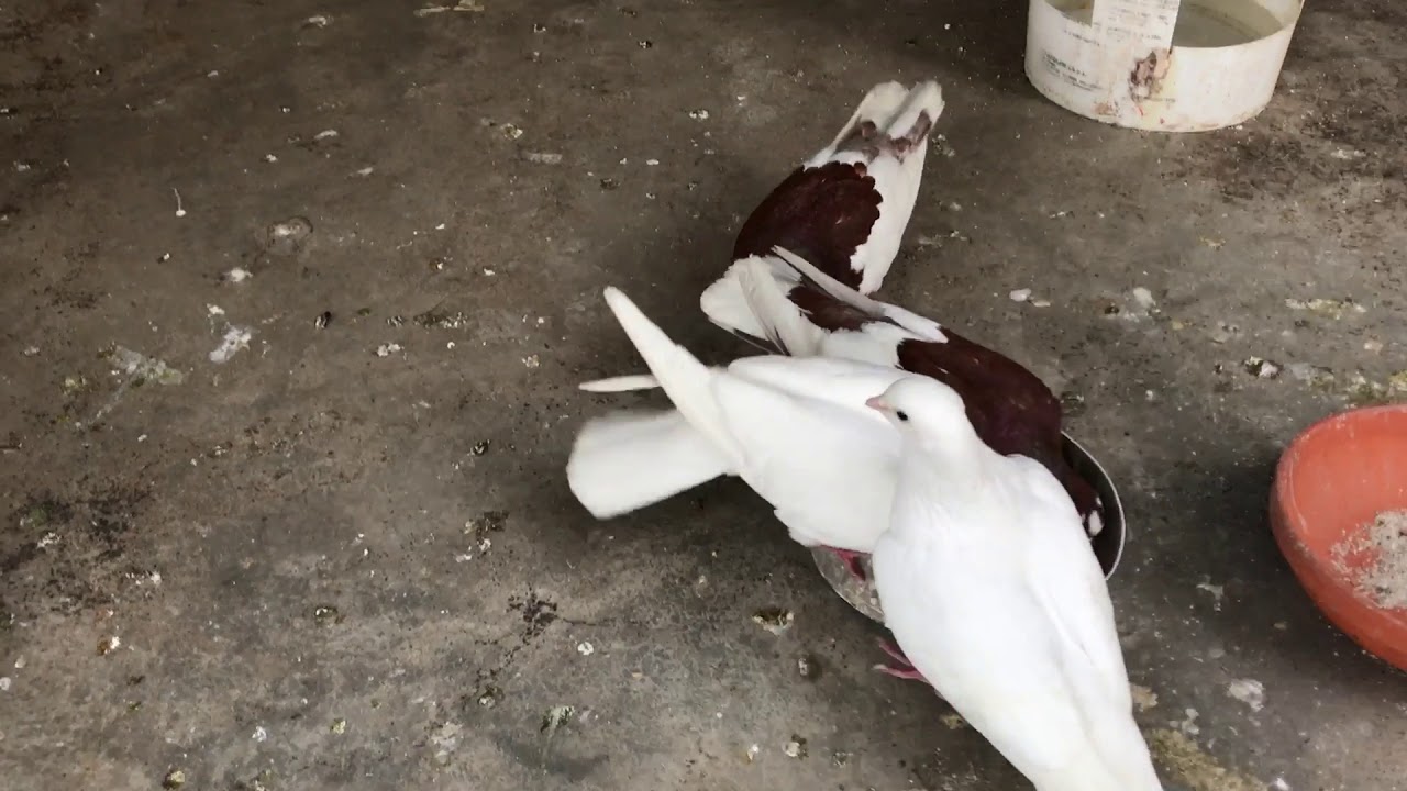 Pellumba Balli - YouTube