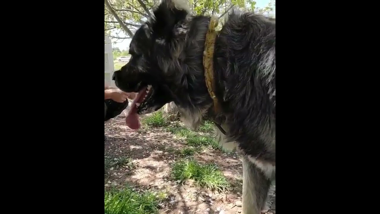 Azerbaijan mountain dogs Aboriginal Caucasian Shepherd Dogs çoban iti ...