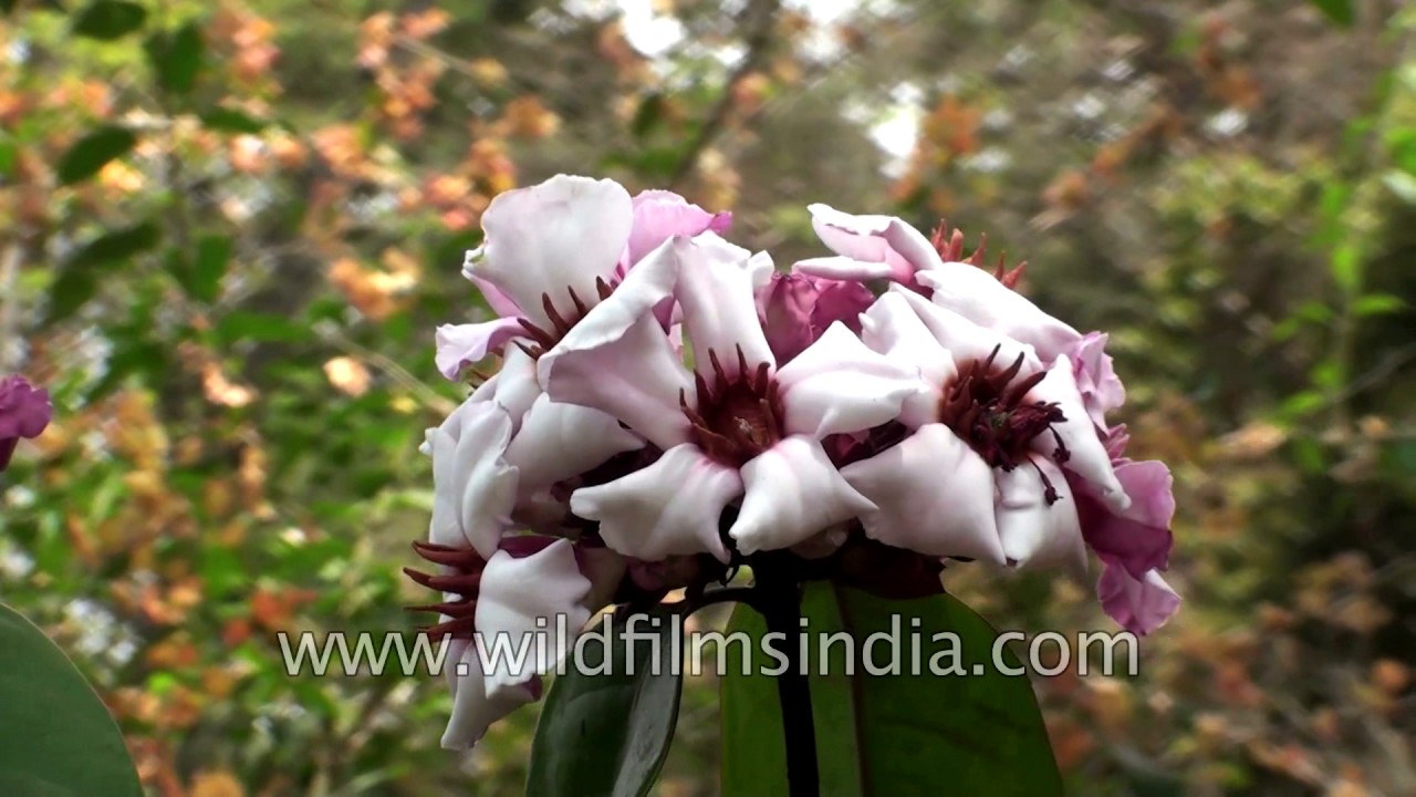 Strophanthus gratus or Climbing Oleander - YouTube