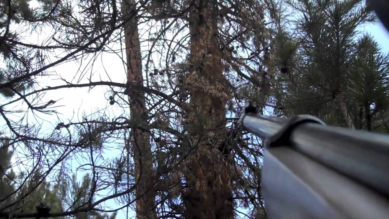 Ruger 10/22 squirrel hunting - YouTube