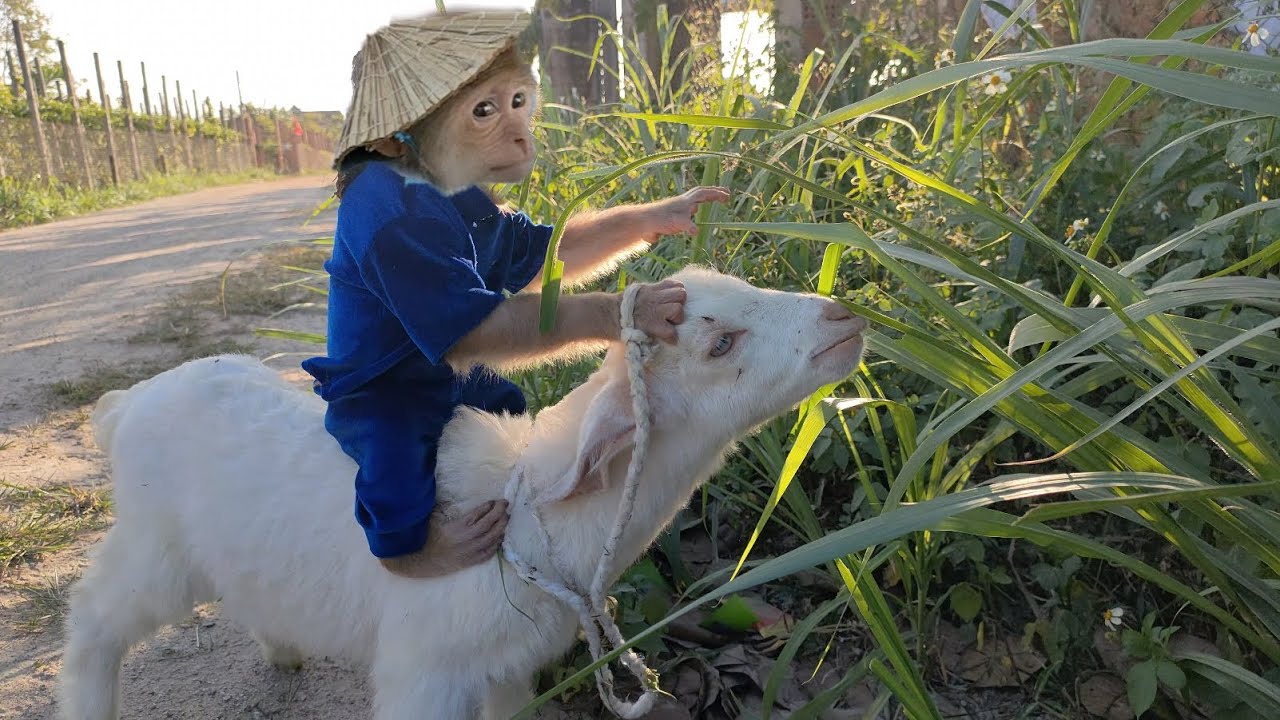 Cutis busy morning taking care of baby goat - YouTube
