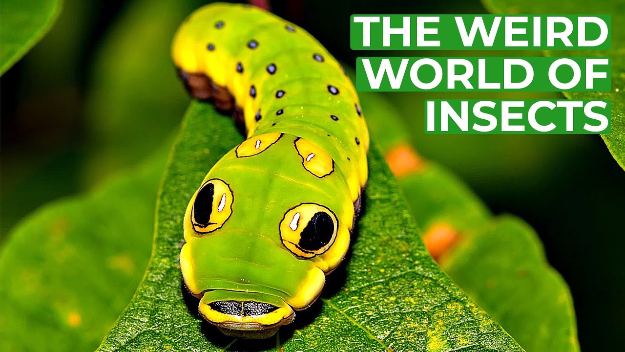Wildlife - Just Insects | Free Documentary Nature - YouTube