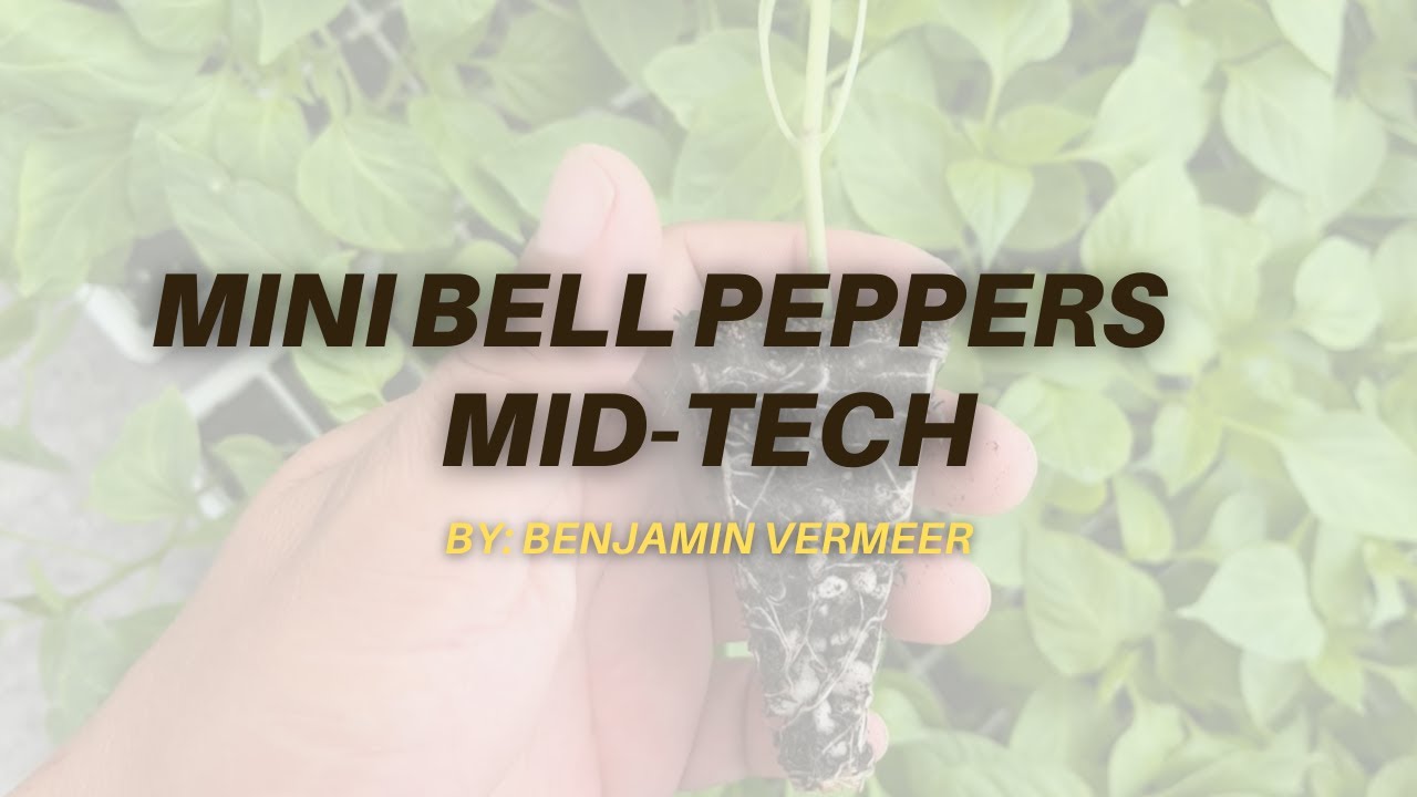 Mini Bell Peppers Mid-Tech | Benjamin Vermeer - YouTube
