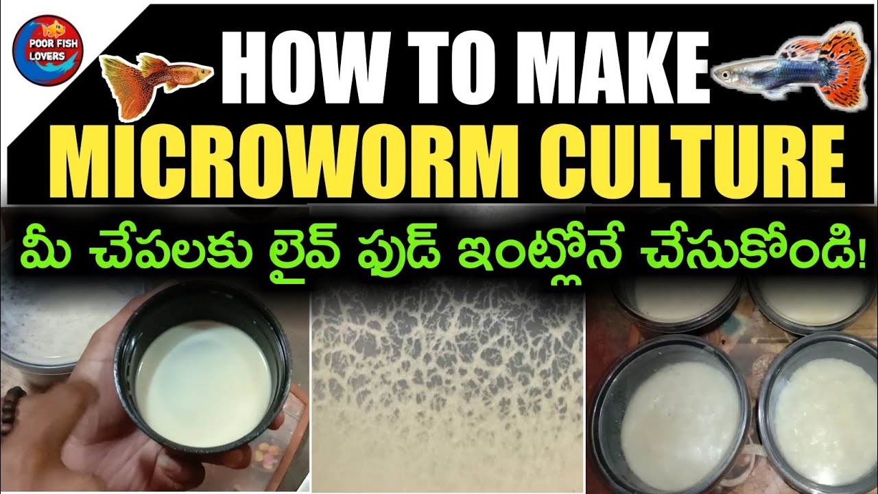 How to Make Microworm Culture in telugu | Microwarm culture in telugu ...
