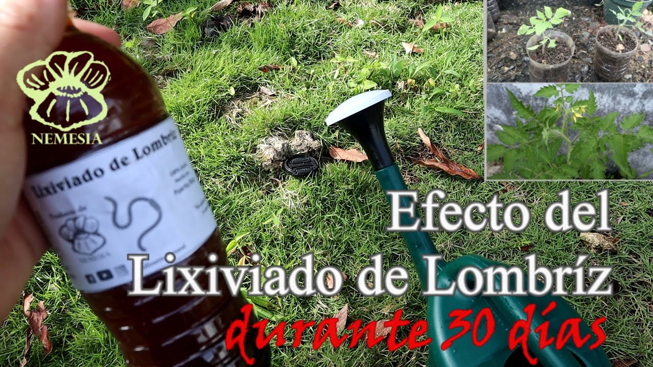 Efecto del Lixiviado de Lombríz durante 30 días | Nemesia | A. Y. Ortiz ...
