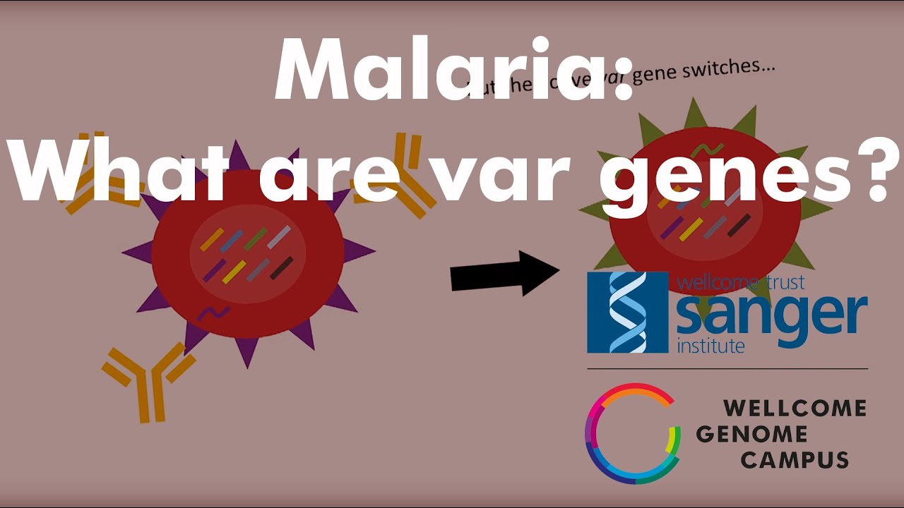 What are var genes? - Sanger Institute - YouTube
