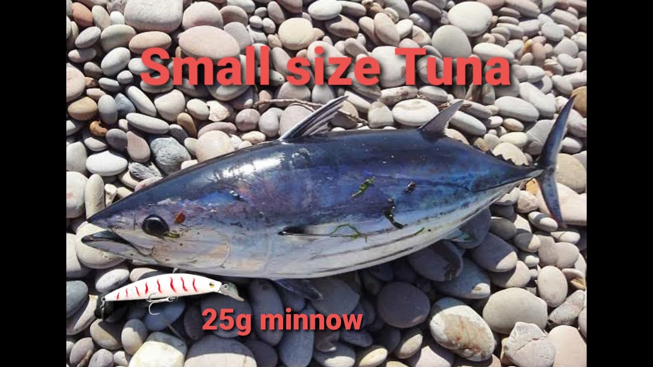 SMALL size TUNA MH setup ep.10 061321 - YouTube