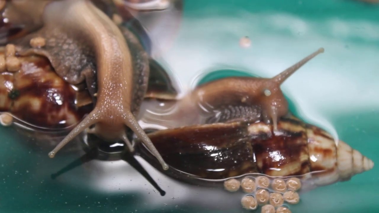 Snail fighting for the road - YouTube