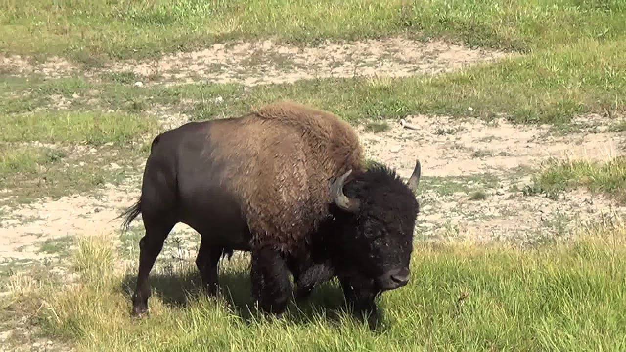 Bizoni v Yellowstone parku - YouTube