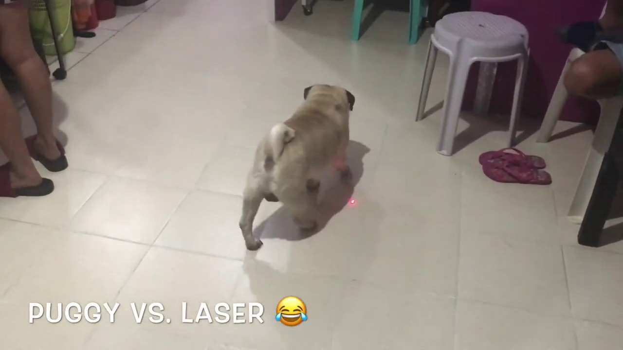 Cute Pug dog chasing laser lights - YouTube