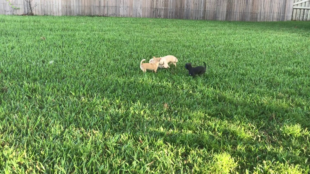 Tiny chihuahua puppies, zany zoom, zoom, zoomies! - YouTube
