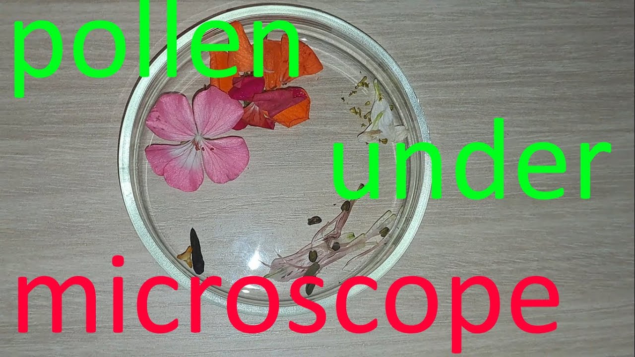 We look at pollen of different colors under a microscope. - YouTube