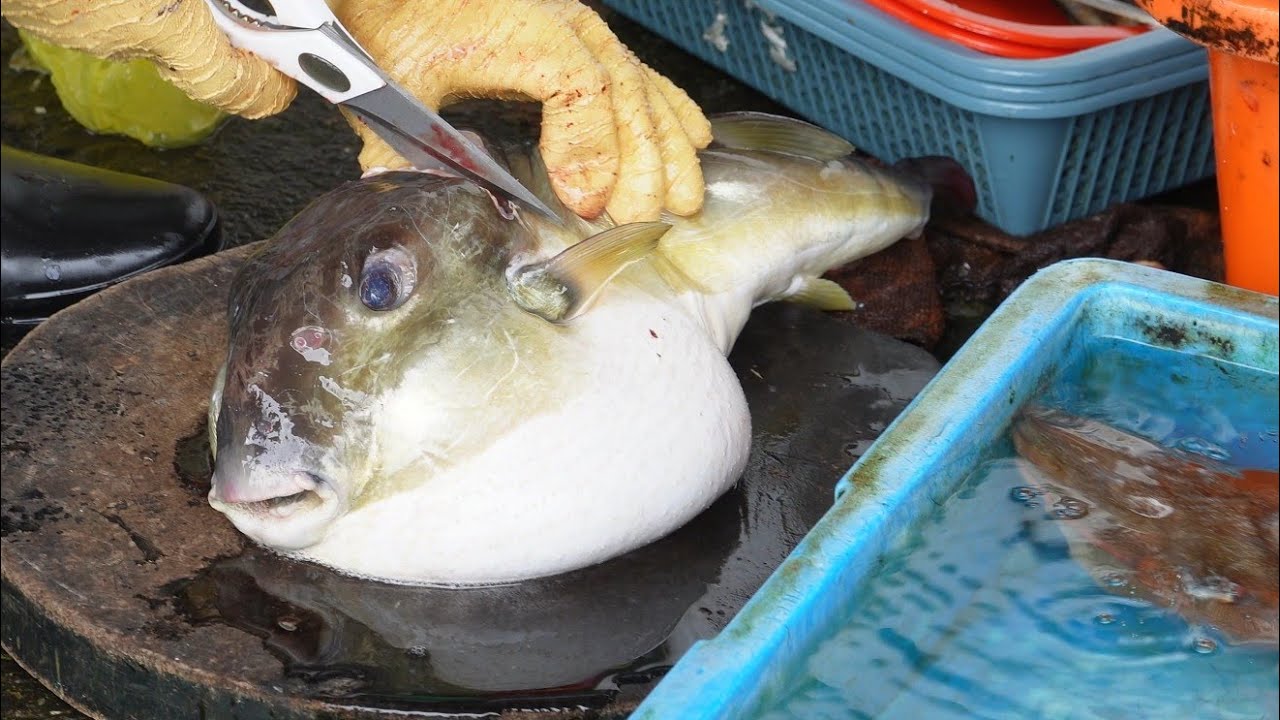 Asia puffer fish cutting 🔪 - YouTube