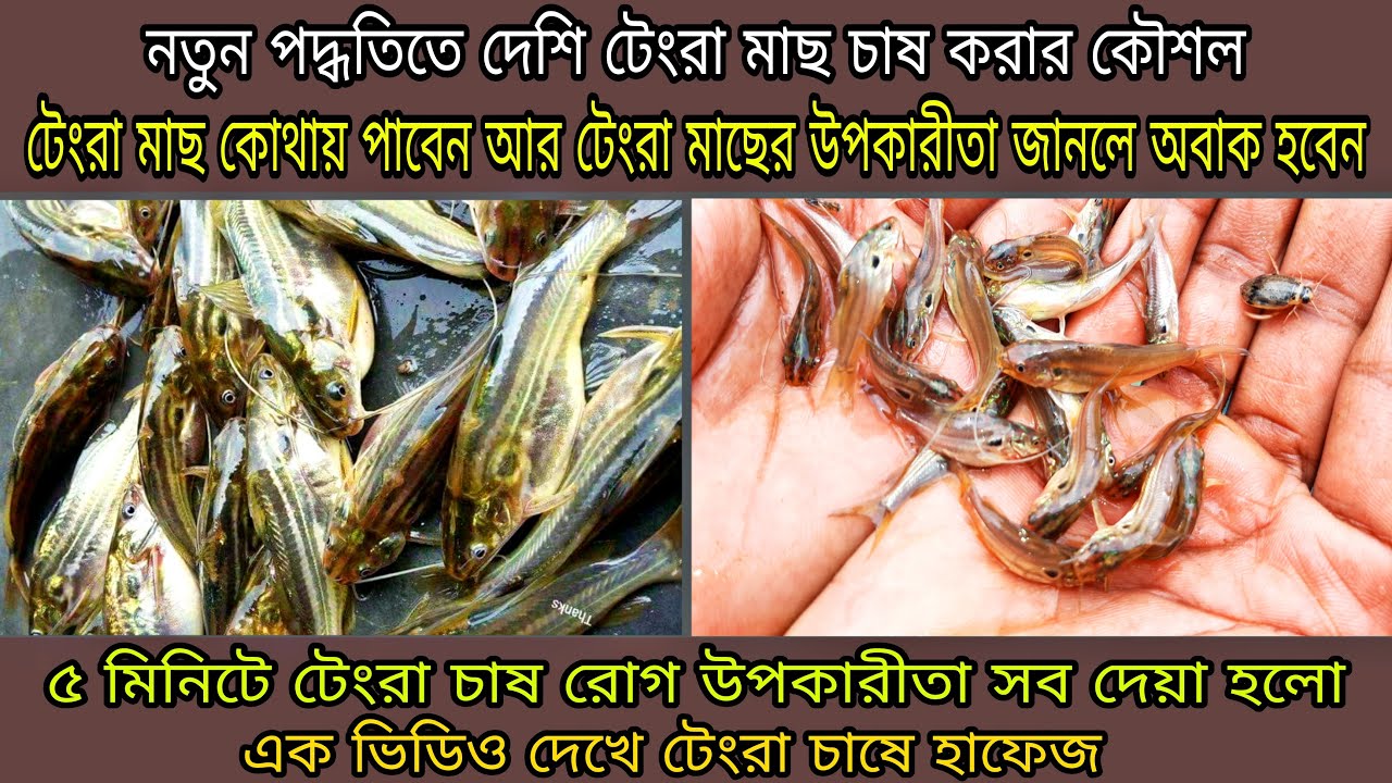Tengra fish cultivation new way | দেশি টেংরা মাছ চাষ করার কৌশল | Call ...