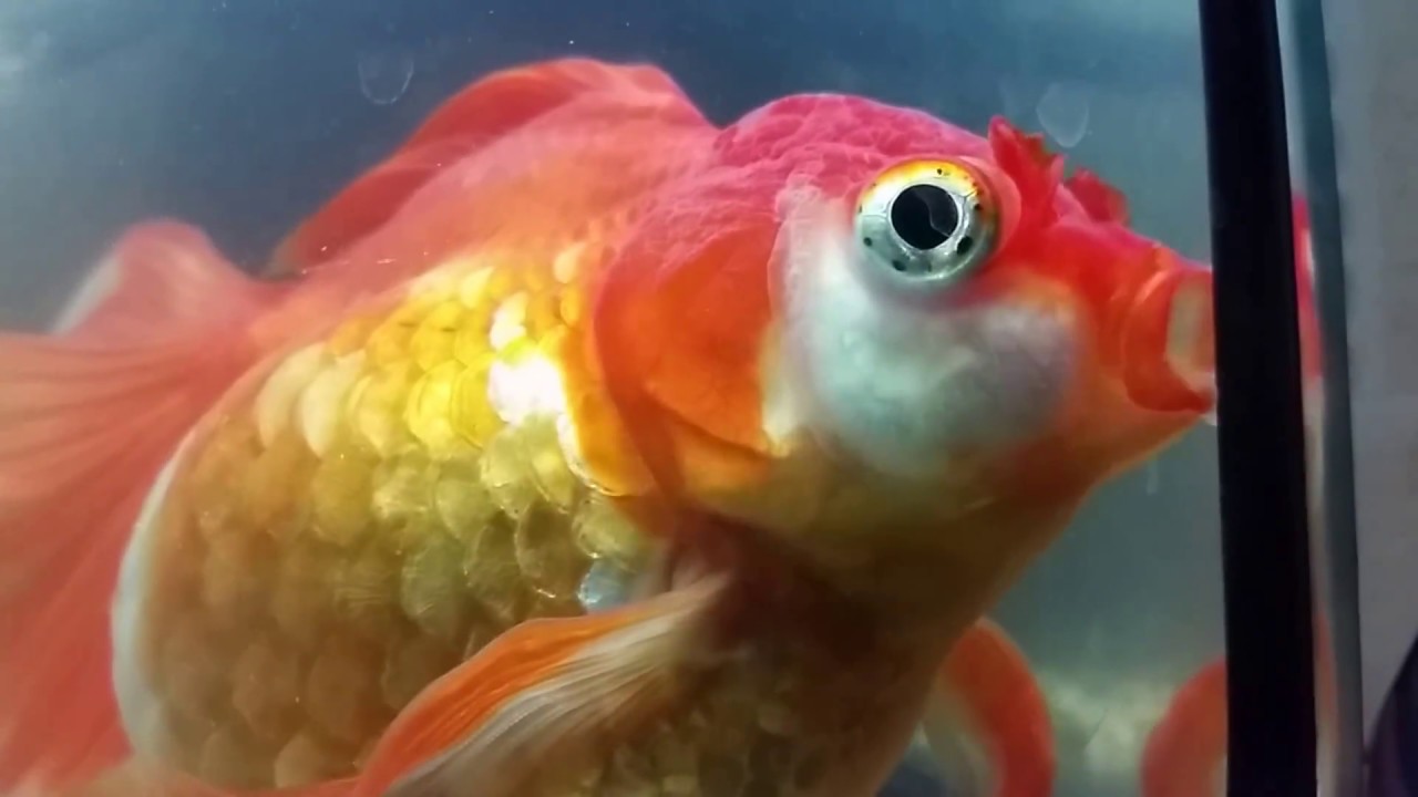 Gruba ryba welon - YouTube