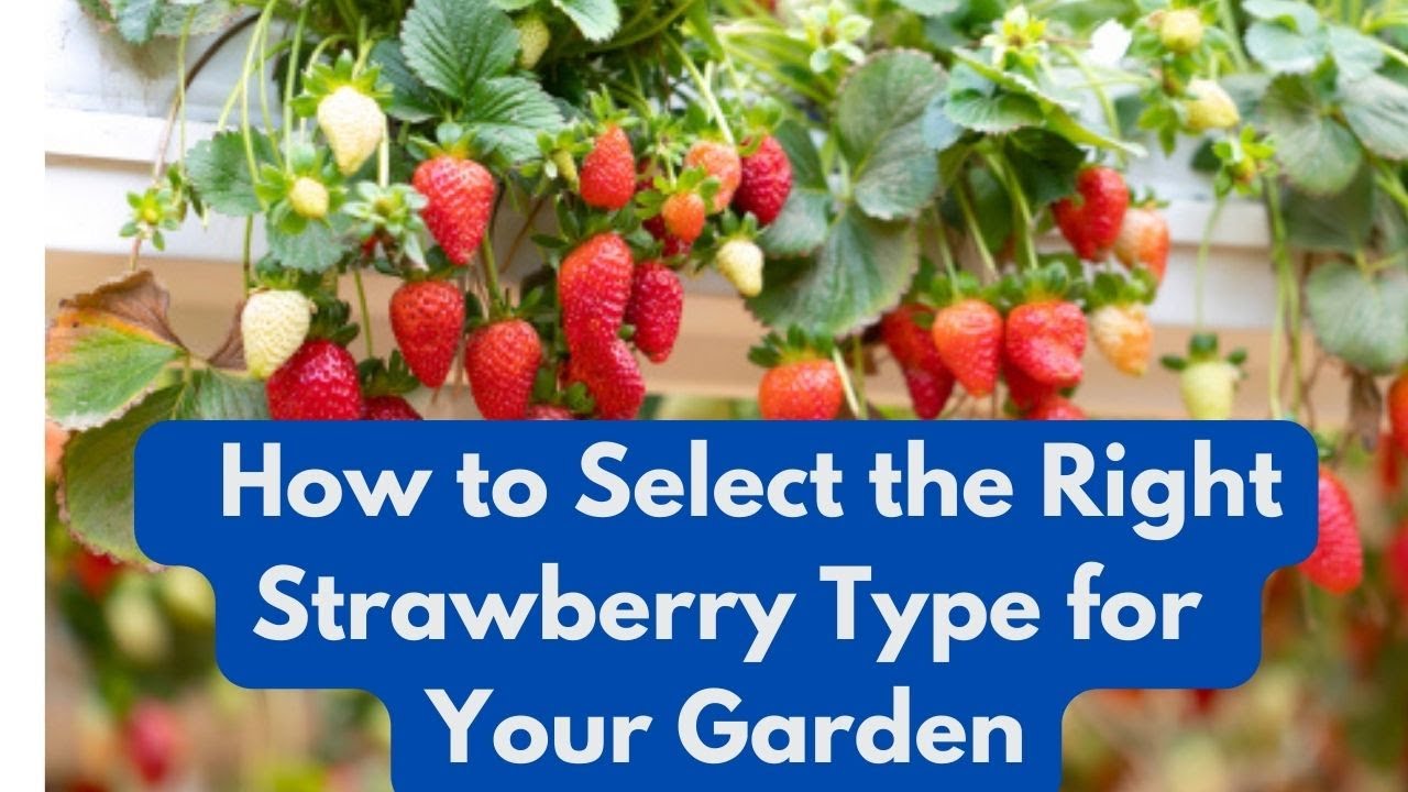How to Select the Right Strawberry Type for Your Garden - YouTube