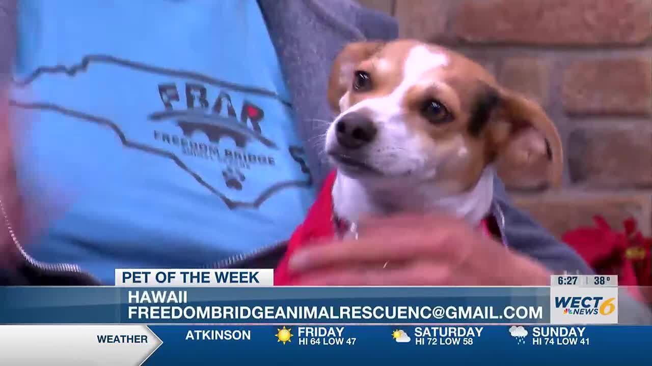 Freedom Bridge Animal Rescue