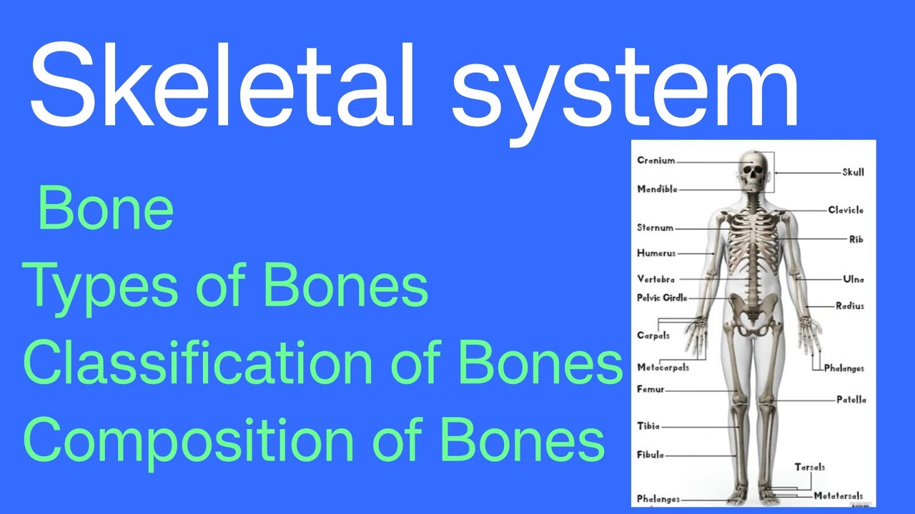 SKELETAL SYSTEM | BONE | COMPOSITION OF BONE | CLASSIFICATION OF BONE # ...