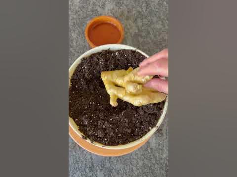 Grow your own Ginger at home 💚 - YouTube