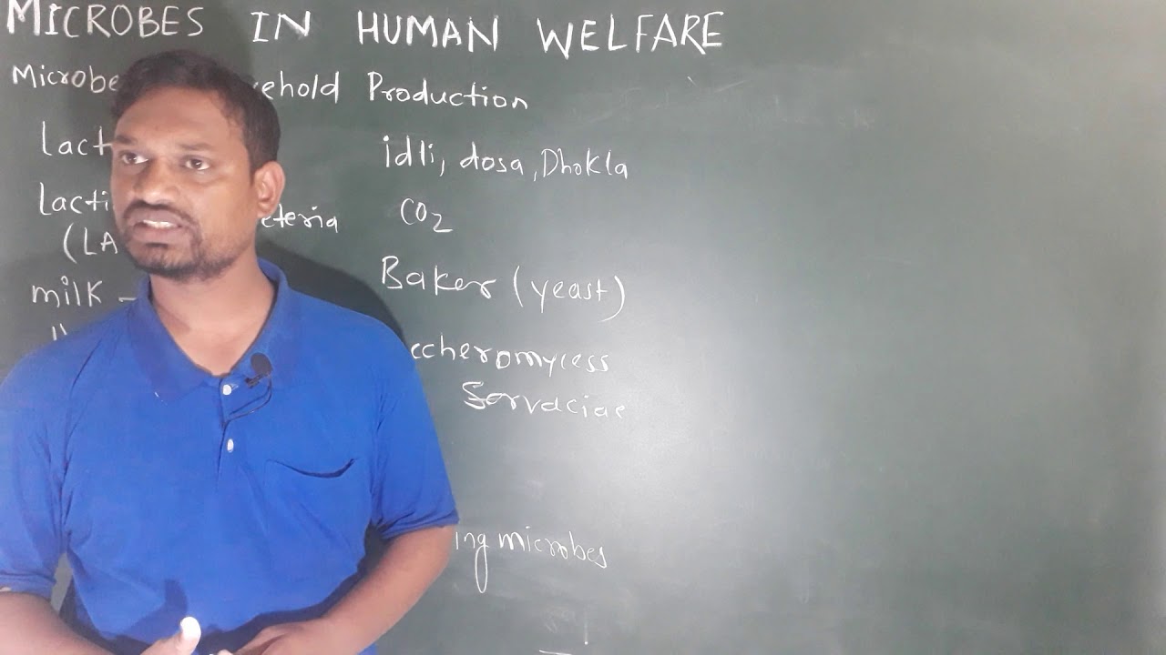 Microbes in house hold production Microbes in humans welfare - YouTube