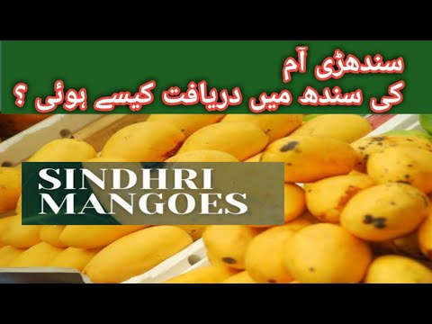 WORLD FAMOUS PAKISTANI MANGOES | Mango Farms & Village Food in Sindh ...