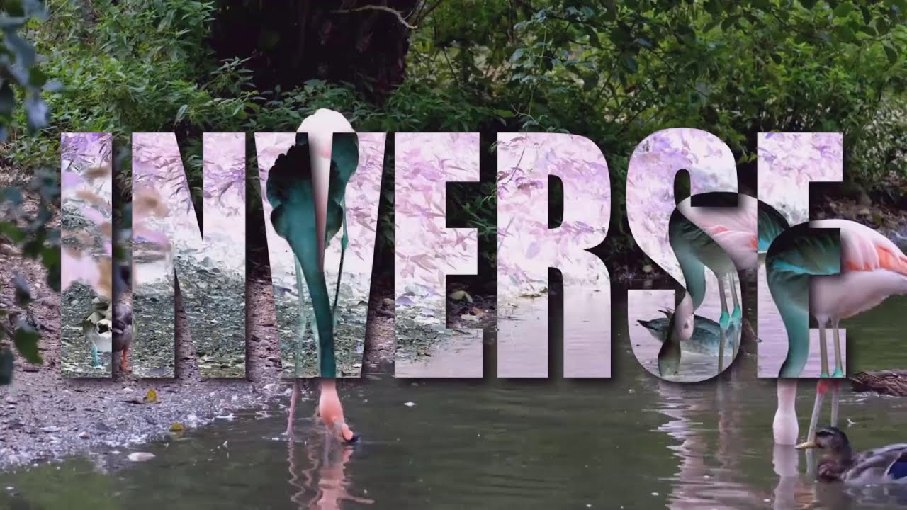 How to Create Inverse Video on Text - After Effect Tutorial - After ...