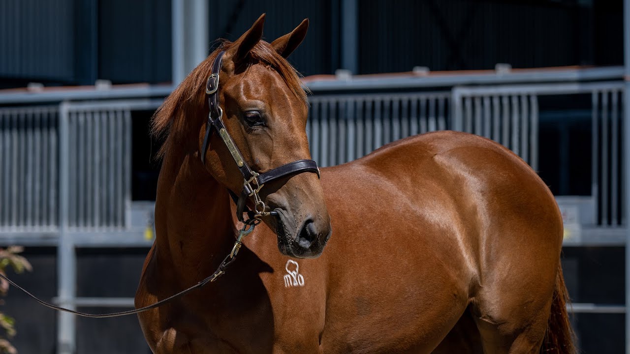 Lot 75 Fiorente x Jubilance, Filly from Motree Thoroughbreds - YouTube