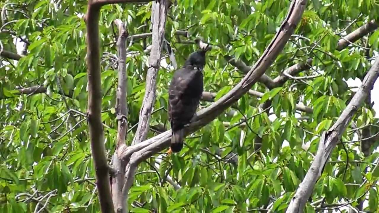 Eagle, Blyth's-Hawk - Spizaetus alboniger - YouTube