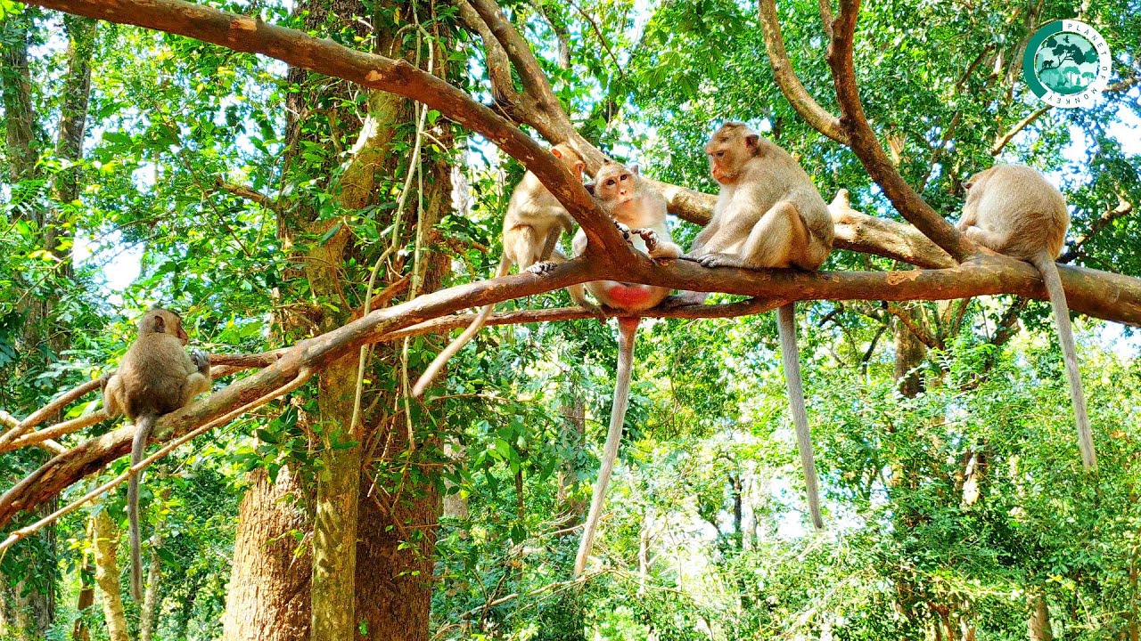 Happy monkey village #wildlife #planetofmonkey - YouTube