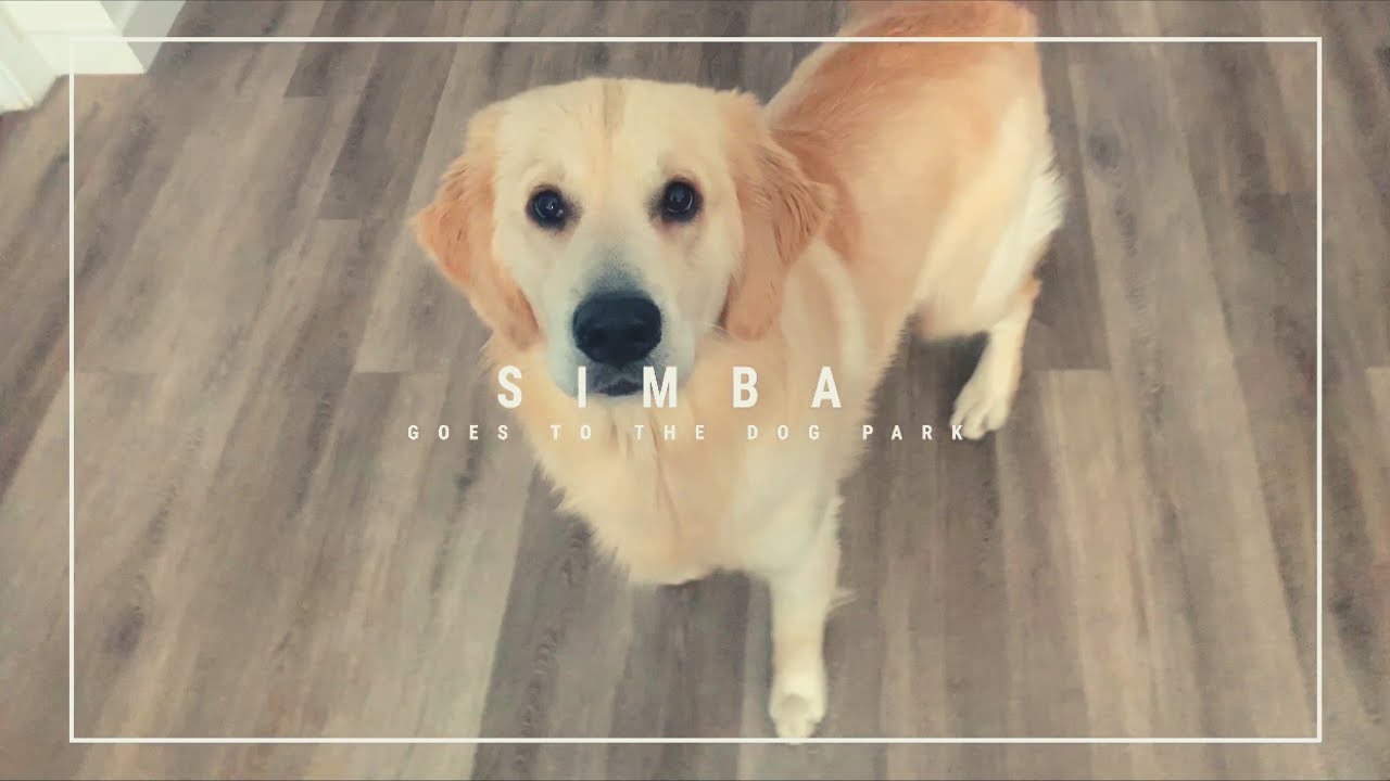 Simba the golden retriever puppy goes to the dog park! - YouTube