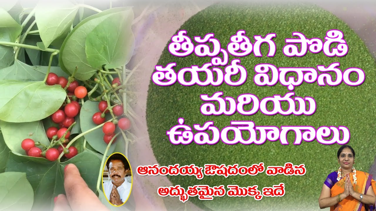 తిప్పతీగ పొడి తయారీ విధానము మరియు ఉపయోగాలు | Tippateega Powder Making ...
