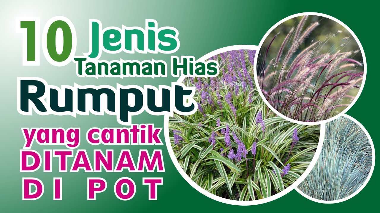 10 Jenis Tanaman Hias Rumput yang Cantik Ditanam di Pot - YouTube