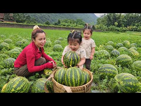 Video: 30 Days of Harvesting Giant Watermelons and Catching Giant Fish for Cooking
